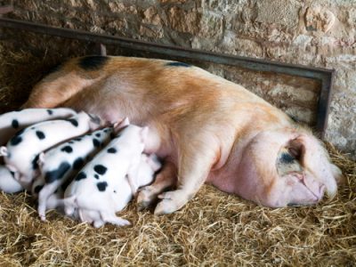Raising Spotted Pigs: Gloucestershire Old Spot - Countryside